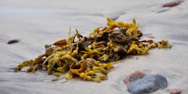 Fucus: Propriétés exceptionnelles pour la peau | HSN