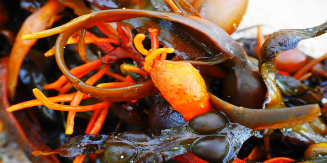 Fucus: Propriétés exceptionnelles pour la peau | HSN