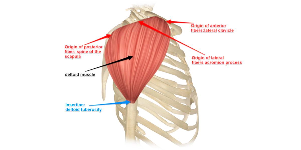 Exercices Deltoïdes: Développement des Épaules | HSN