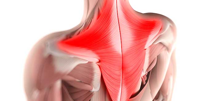 Meilleurs Exercices pour Trapèzes: HSN Blog | HSN