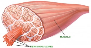Fibres Musculaires et Sport: Tout Savoir | HSN