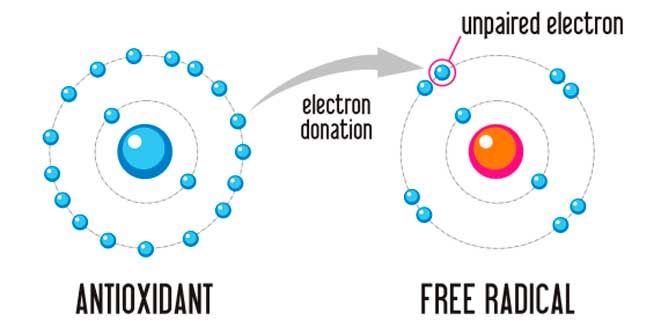 Antioxydants - Blog HSN: Santé, Nutrition, Fitness et Sport