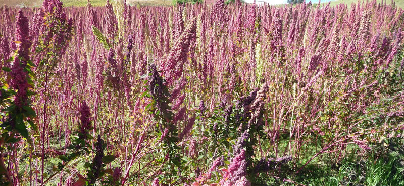 Quinoa: Qu'est-ce que, Propriétés, Avantages et Recettes