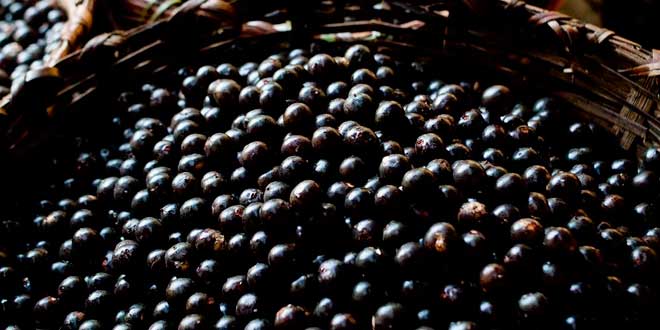 Açaï Berry: qu’est-ce que c’est et ses bienfaits | HSN