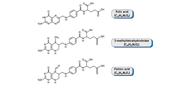 Acide Folique - Une vitamine nécessaire pour la Grossesse