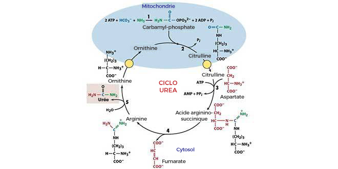 BCAAs et Ornithine: Améliorer la Performance Sportive | HSN