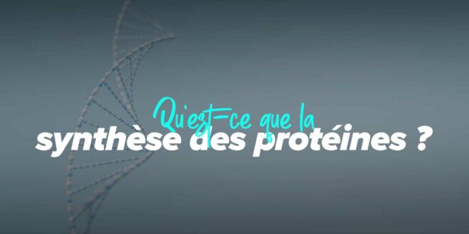 Synthèse des protéines: Phases et fonctionnement | HSN