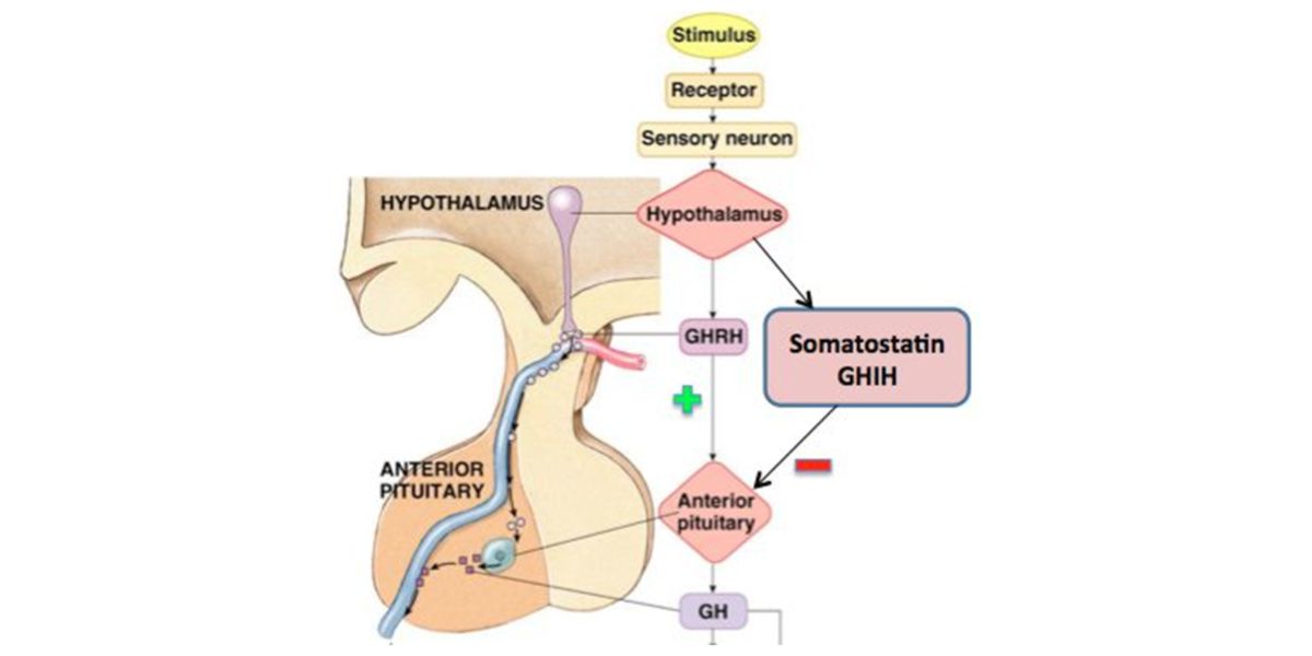 Glycine et Augmentation de l'Hormone de Croissance