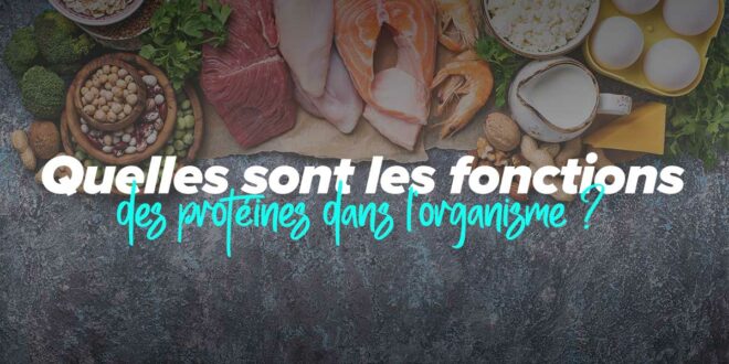 Quelles sont les fonctions des protéines dans l'organisme